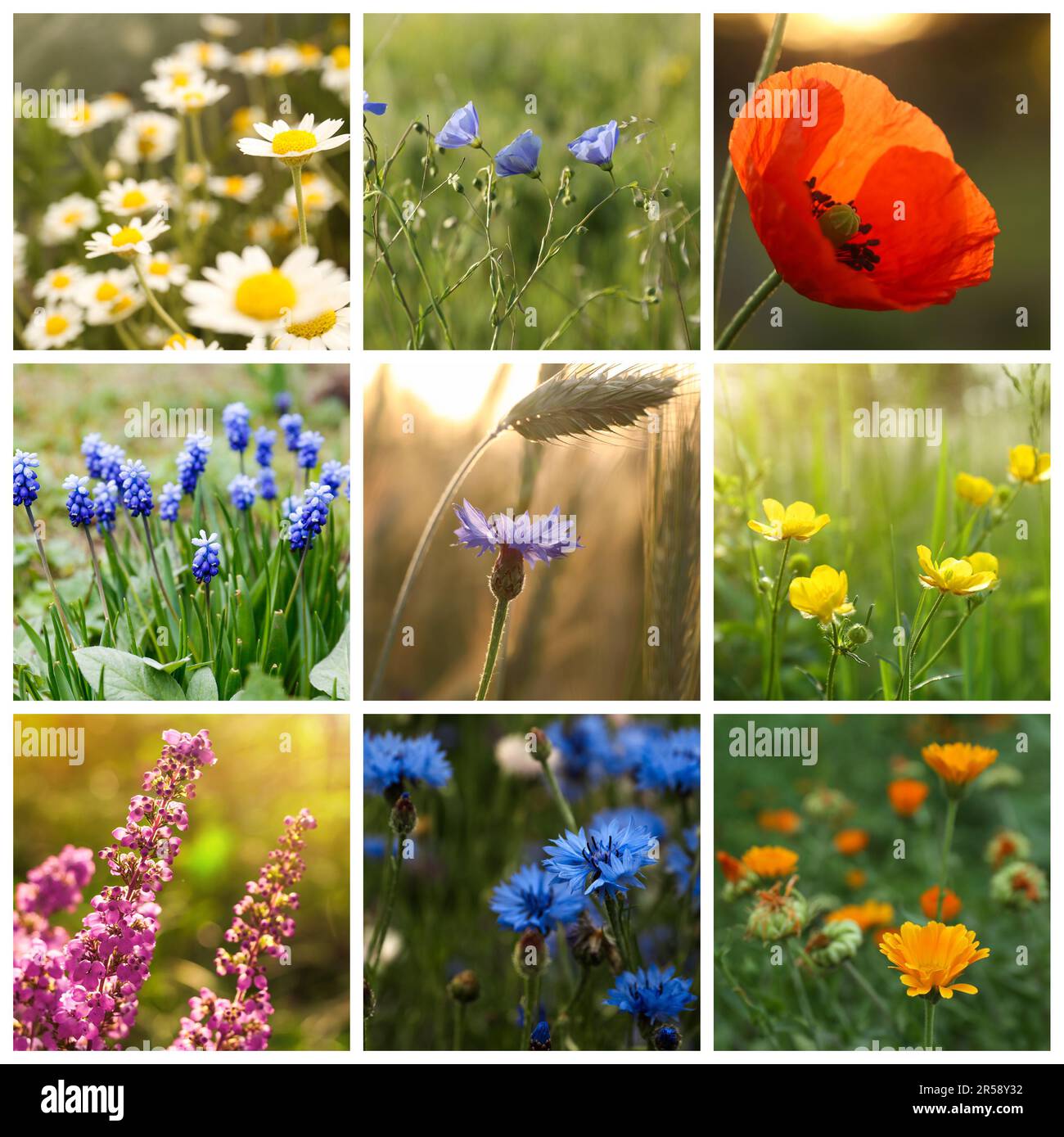 Collage with photos of different beautiful wild flowers growing in meadow Stock Photo - Alamy