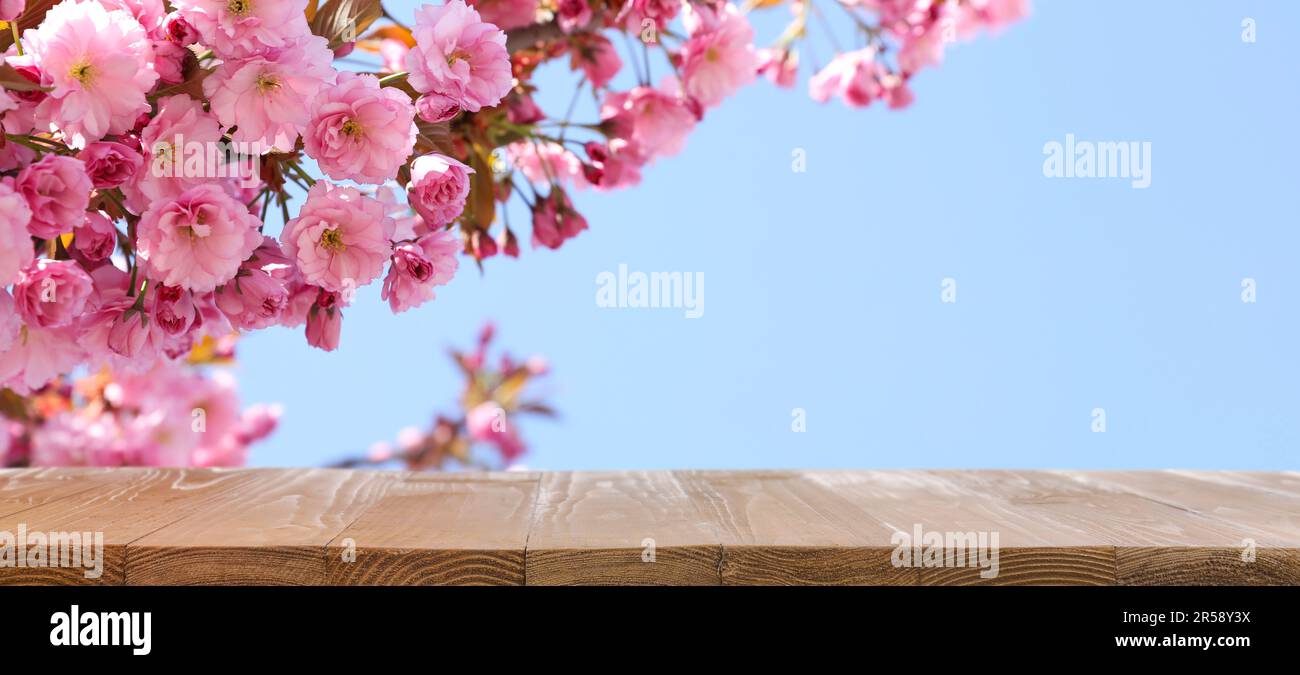 Empty wooden surface under spring tree branches with beautiful flowers ...