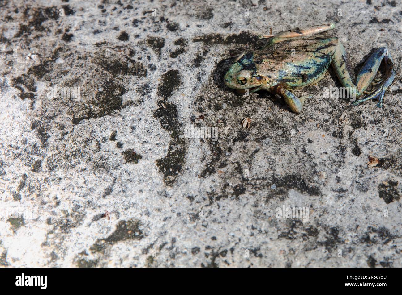 Frog tongue hi-res stock photography and images - Alamy