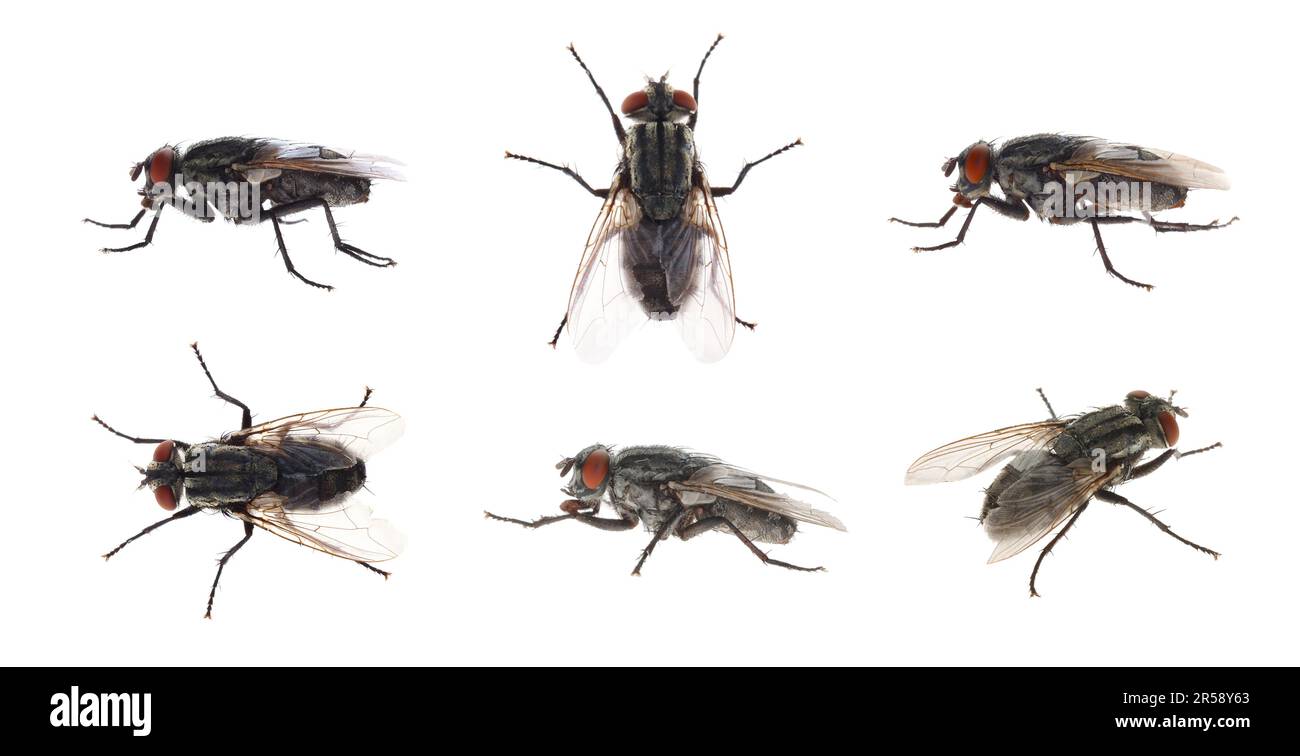 Collage with common black flies on white background Stock Photo - Alamy
