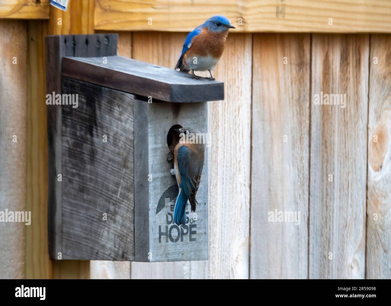 Inside bird box hi-res stock photography and images - Alamy