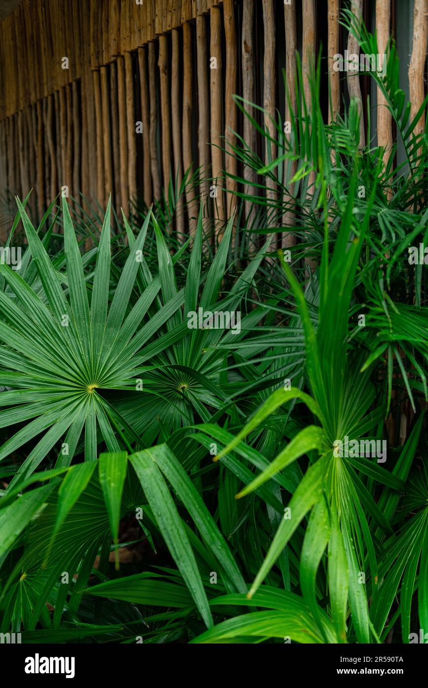 Fan palm forest hi-res stock photography and images - Alamy