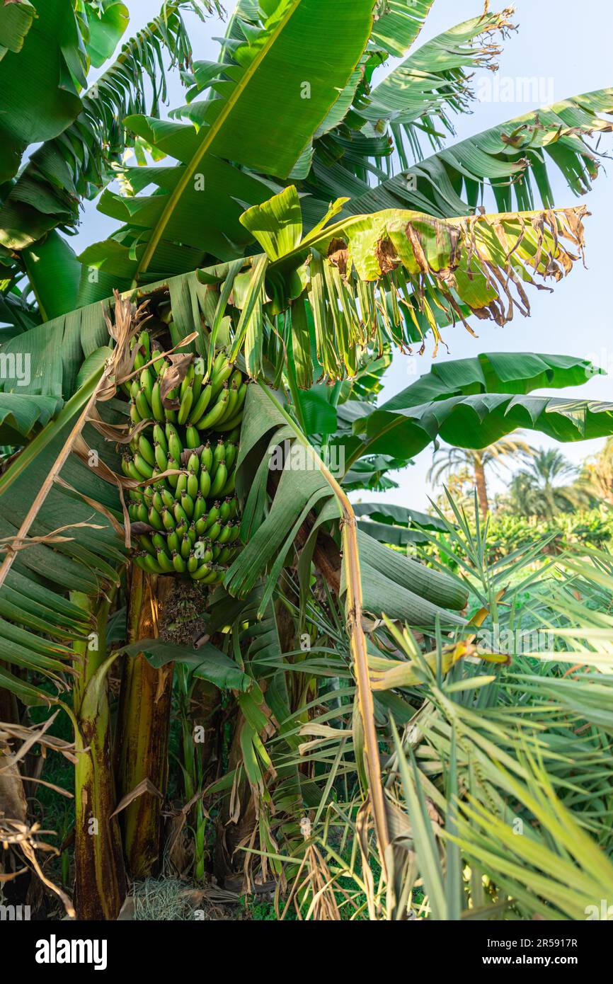 Green bananas in the garden on the banana tree agriculture plantation ...