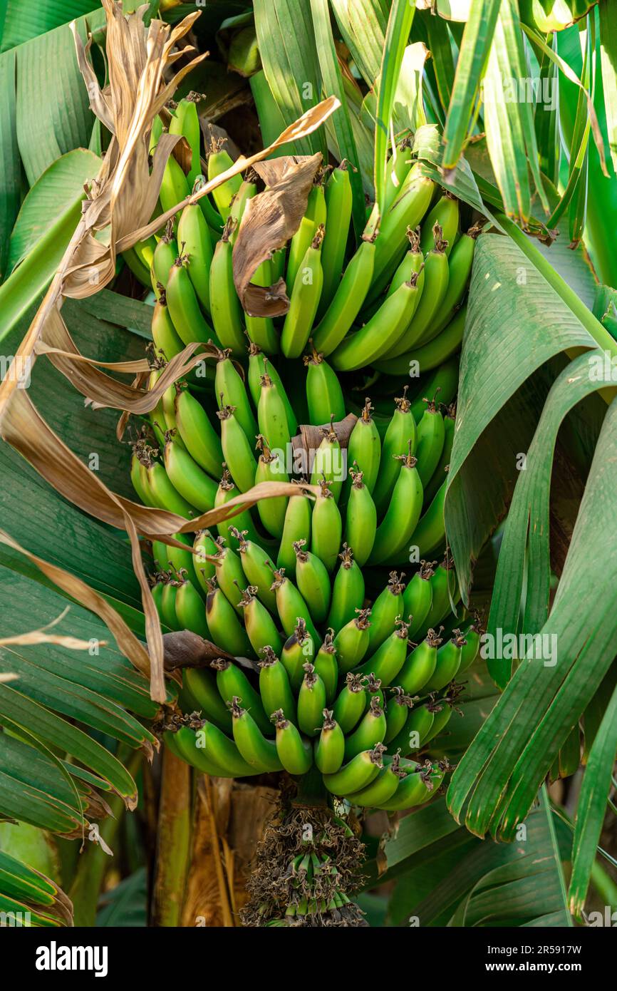 Green bananas in the garden on the banana tree agriculture plantation ...
