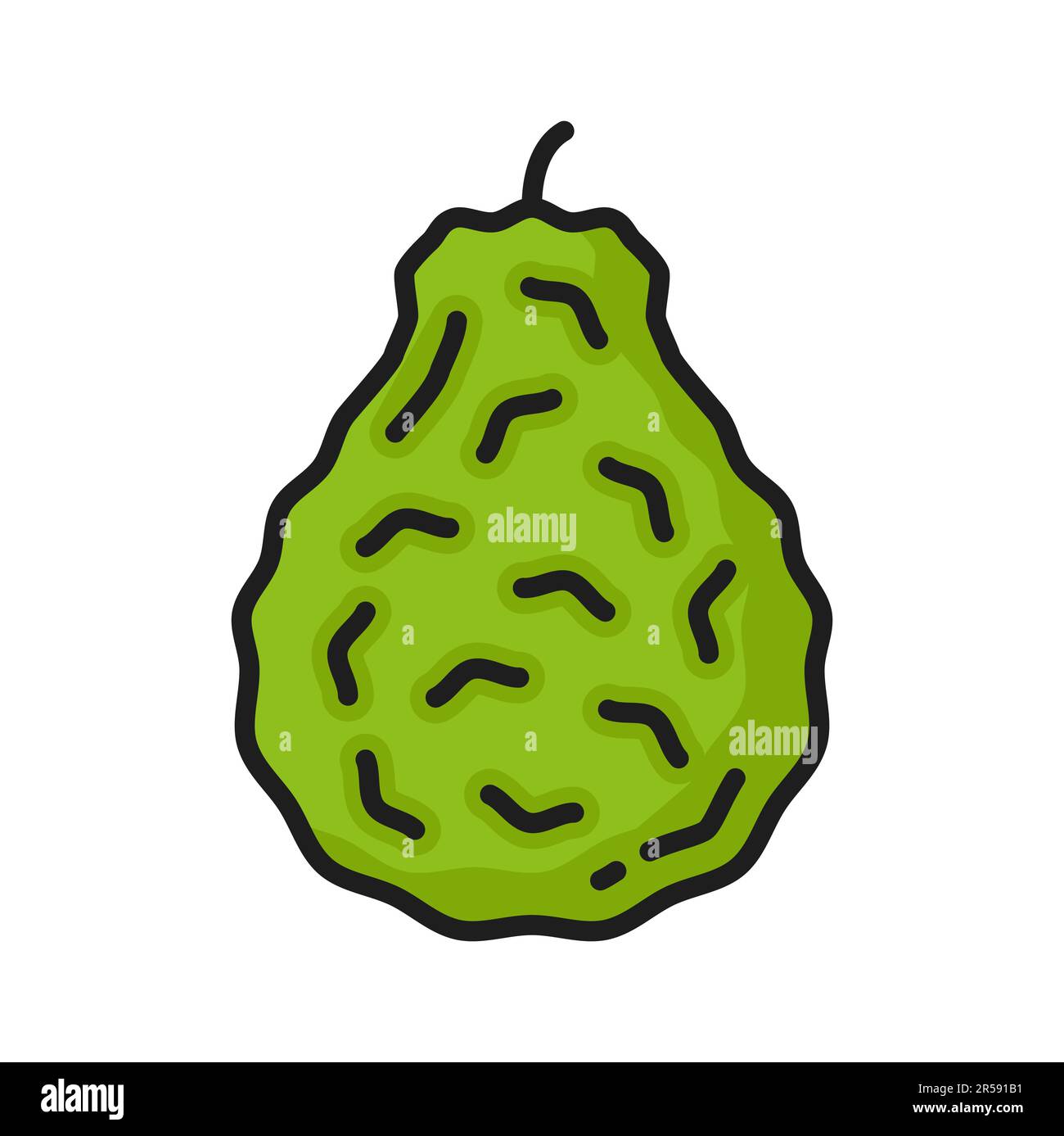 Green bergamot citrus fruit berry, raw food line icon. Vector kaffir ...