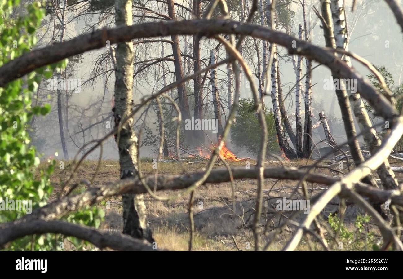 01 June 2023, Brandenburg, Jüterbog: Flames spread from grass to a tree ...
