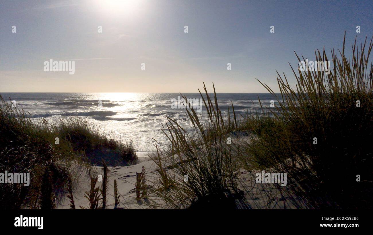 Sand dunes in Vagueira, Aveiro - Portugal. Dunes formation during a ...