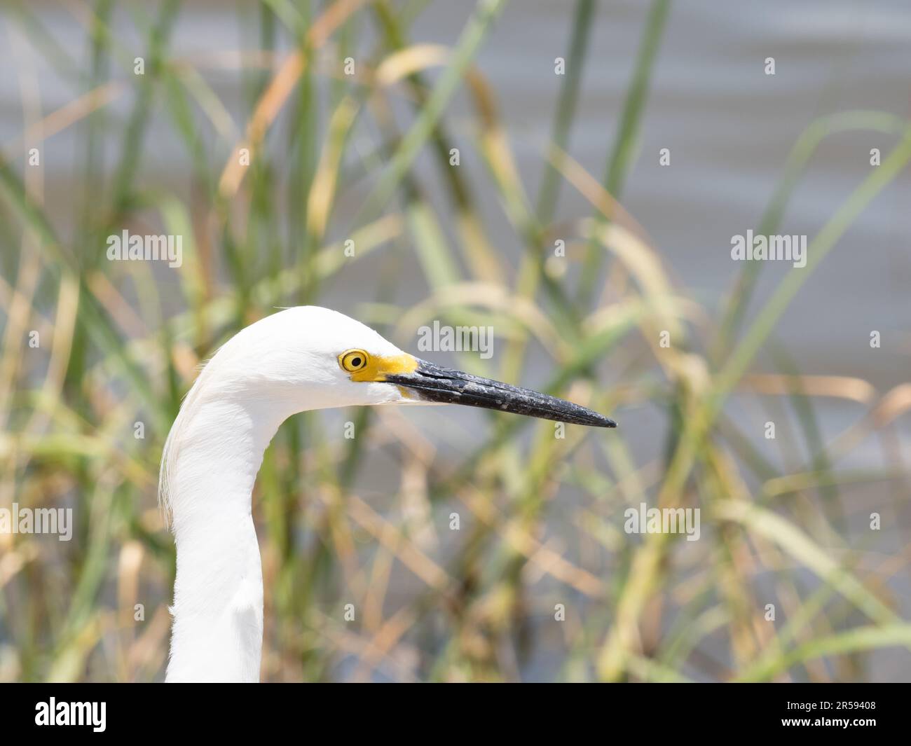 Close up of the head and neck of an adult snowy egret in profile ...
