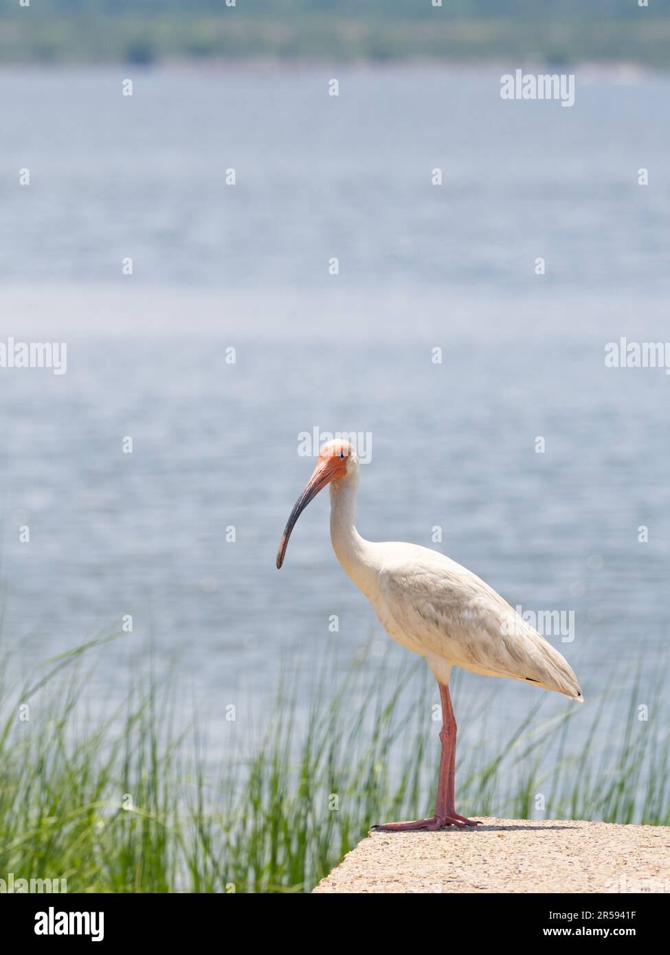 White ibis standing at water's edge in profile, facing left. Bird is ...