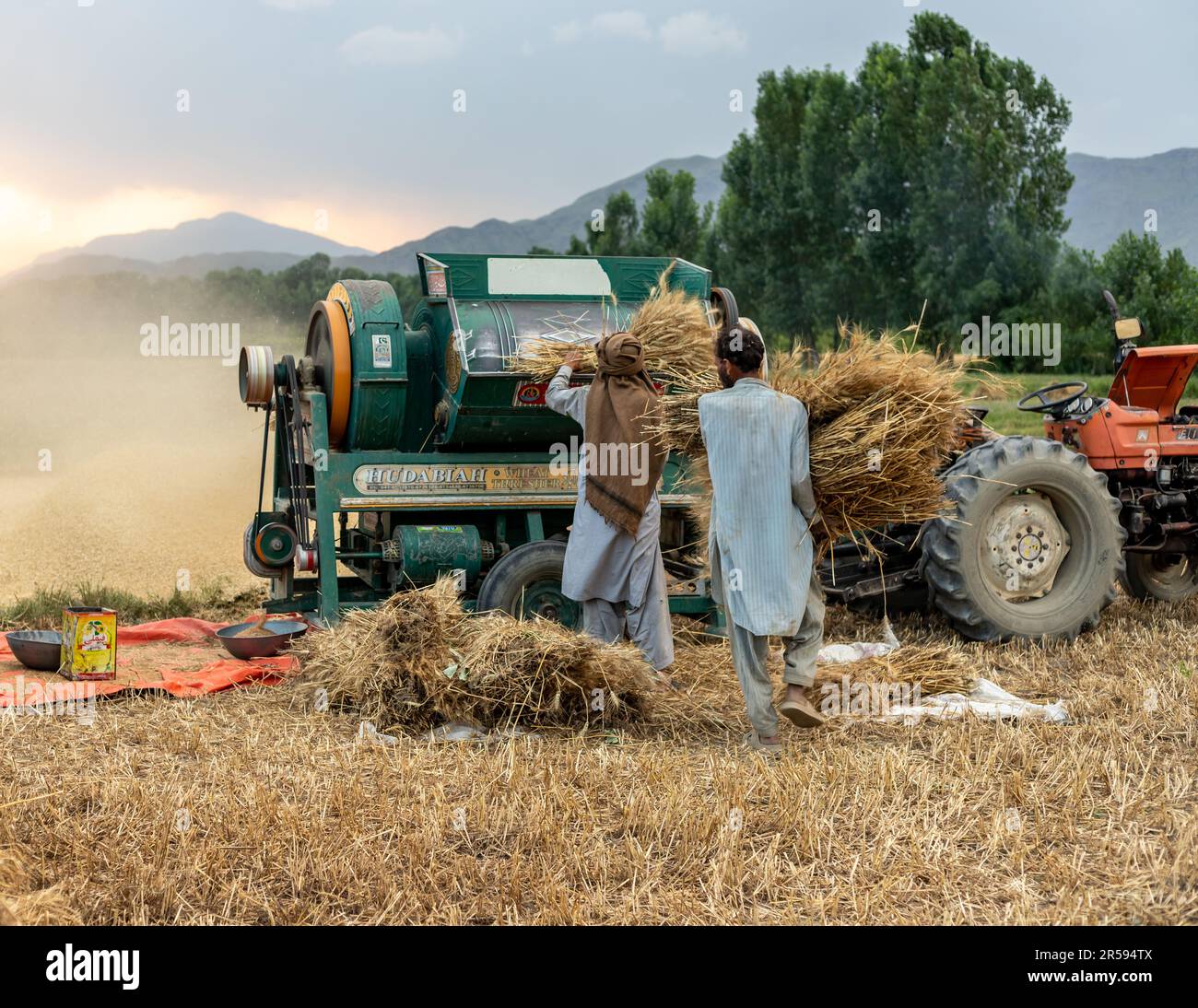 Farmers bring chopped wheat bundles for the thresher machine to process ...