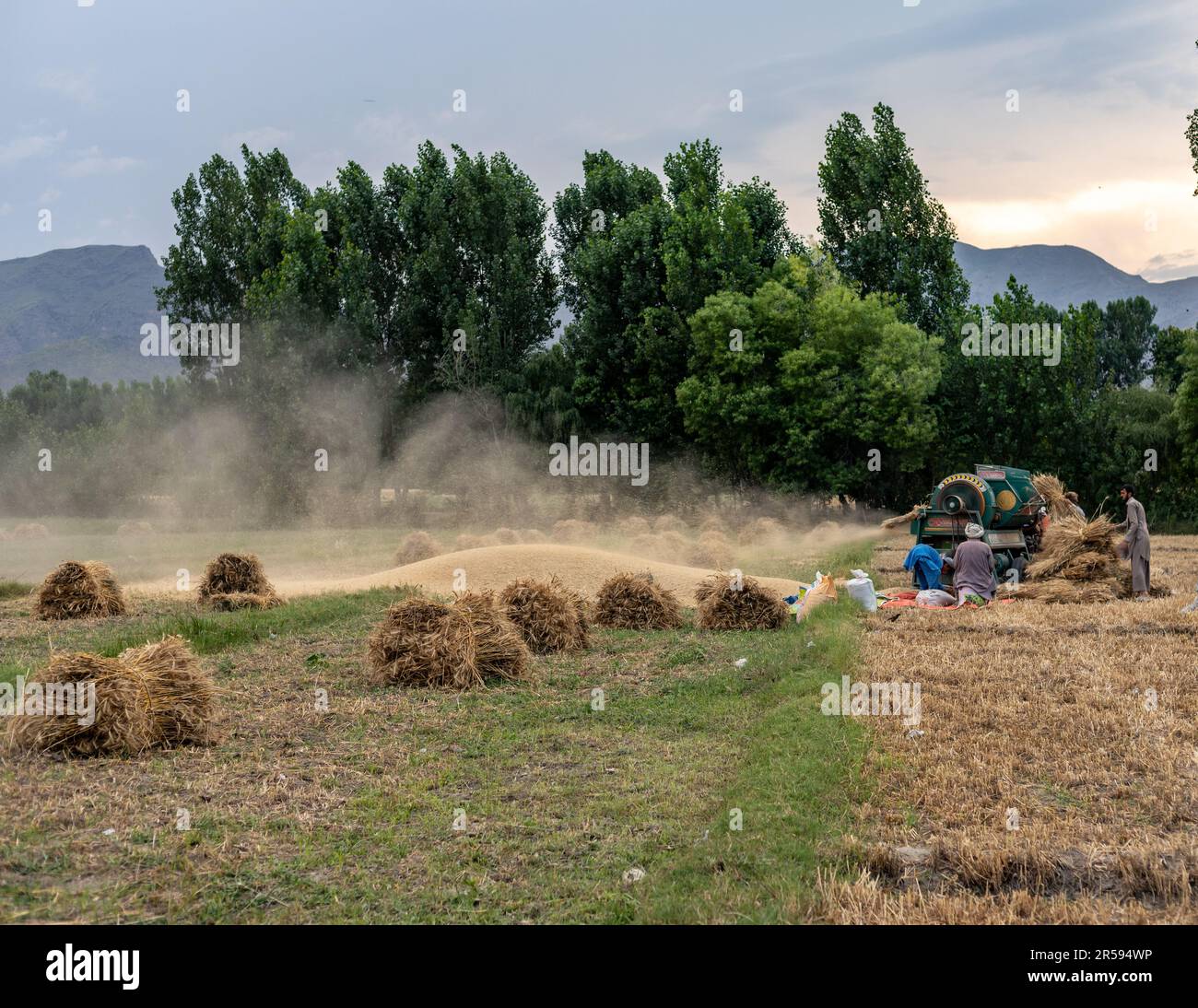 The thresher machine is working on the farm to threshing the wheat crop ...