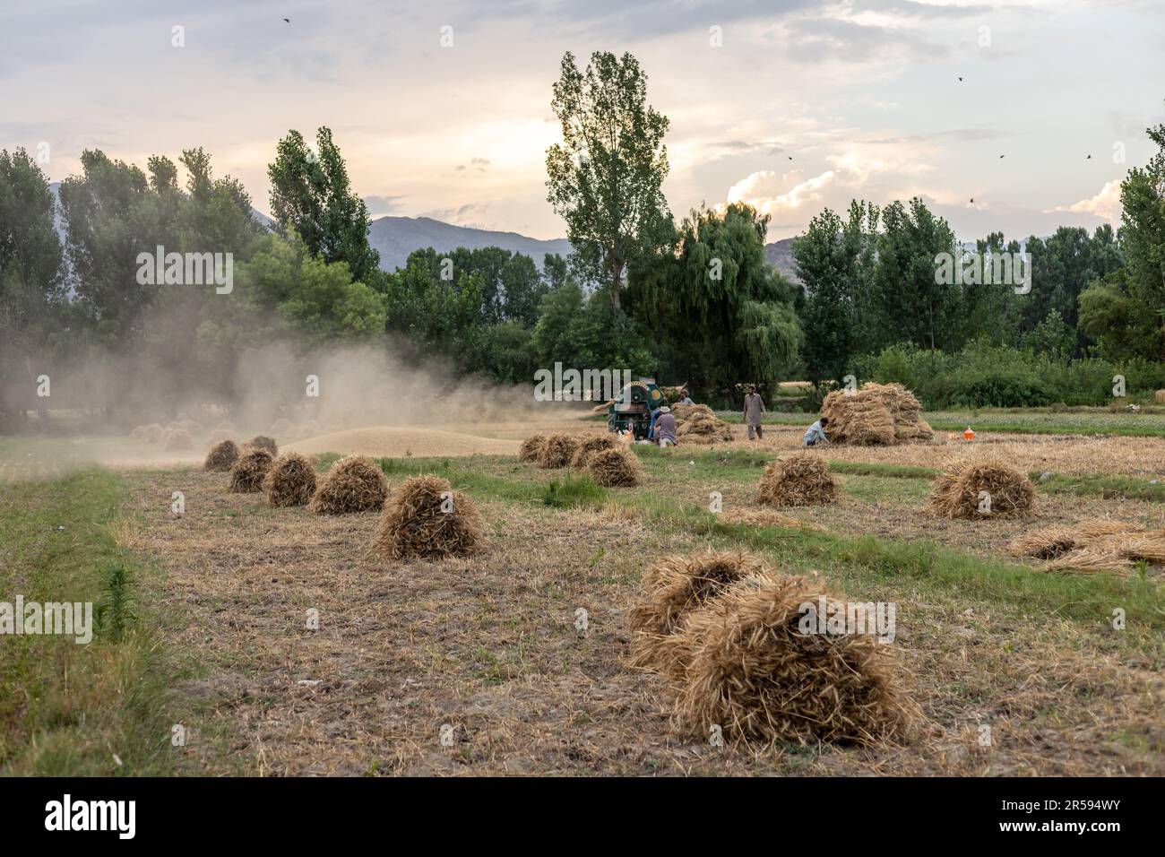 Beautiful rural scene of farmers working in the field to harvest the ...