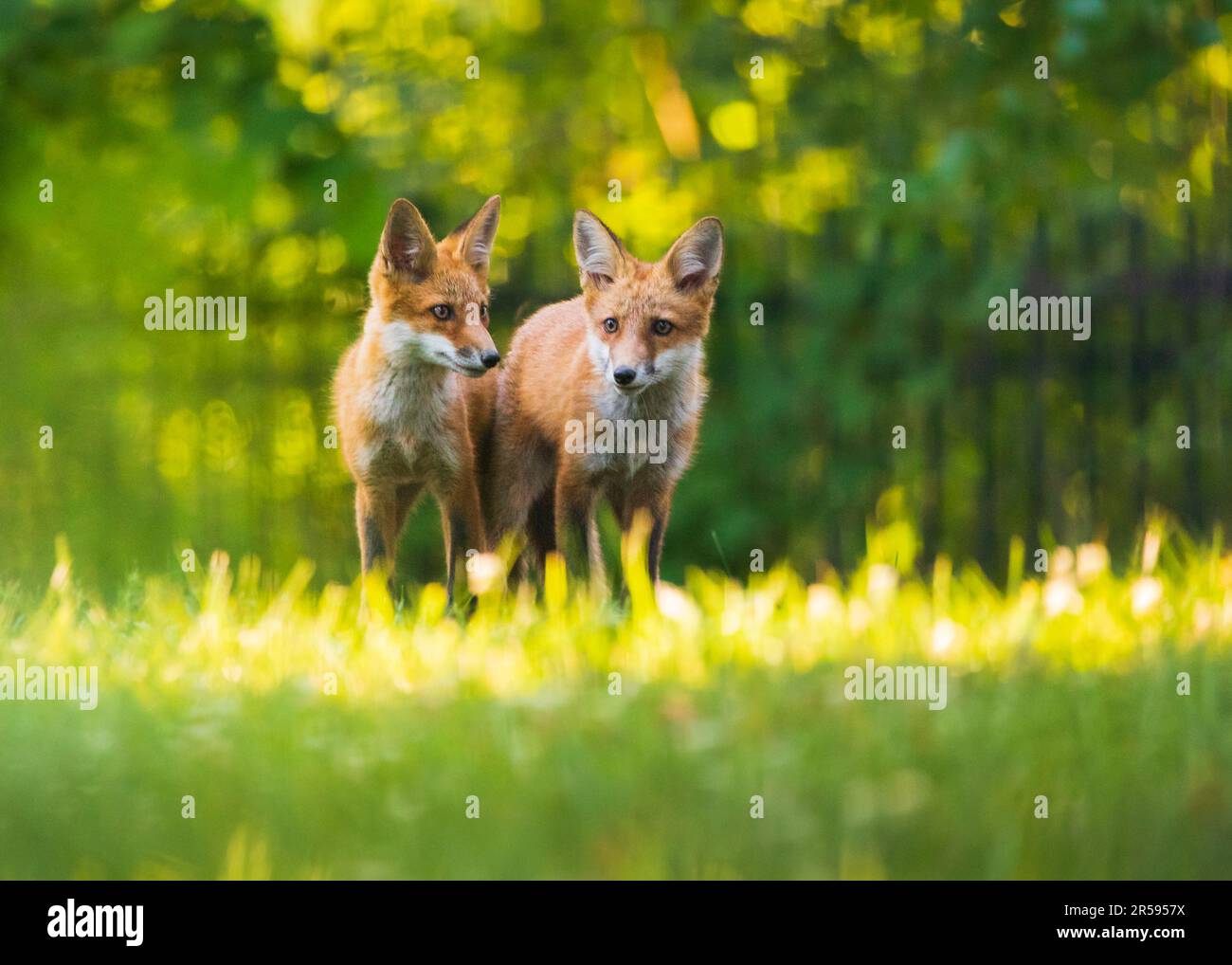 Urban red foxes hi-res stock photography and images - Alamy