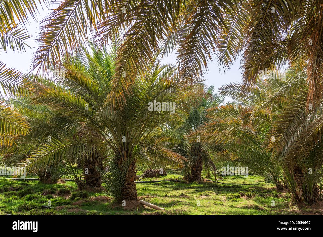 Date Palm Trees - views Stock Photo - Alamy