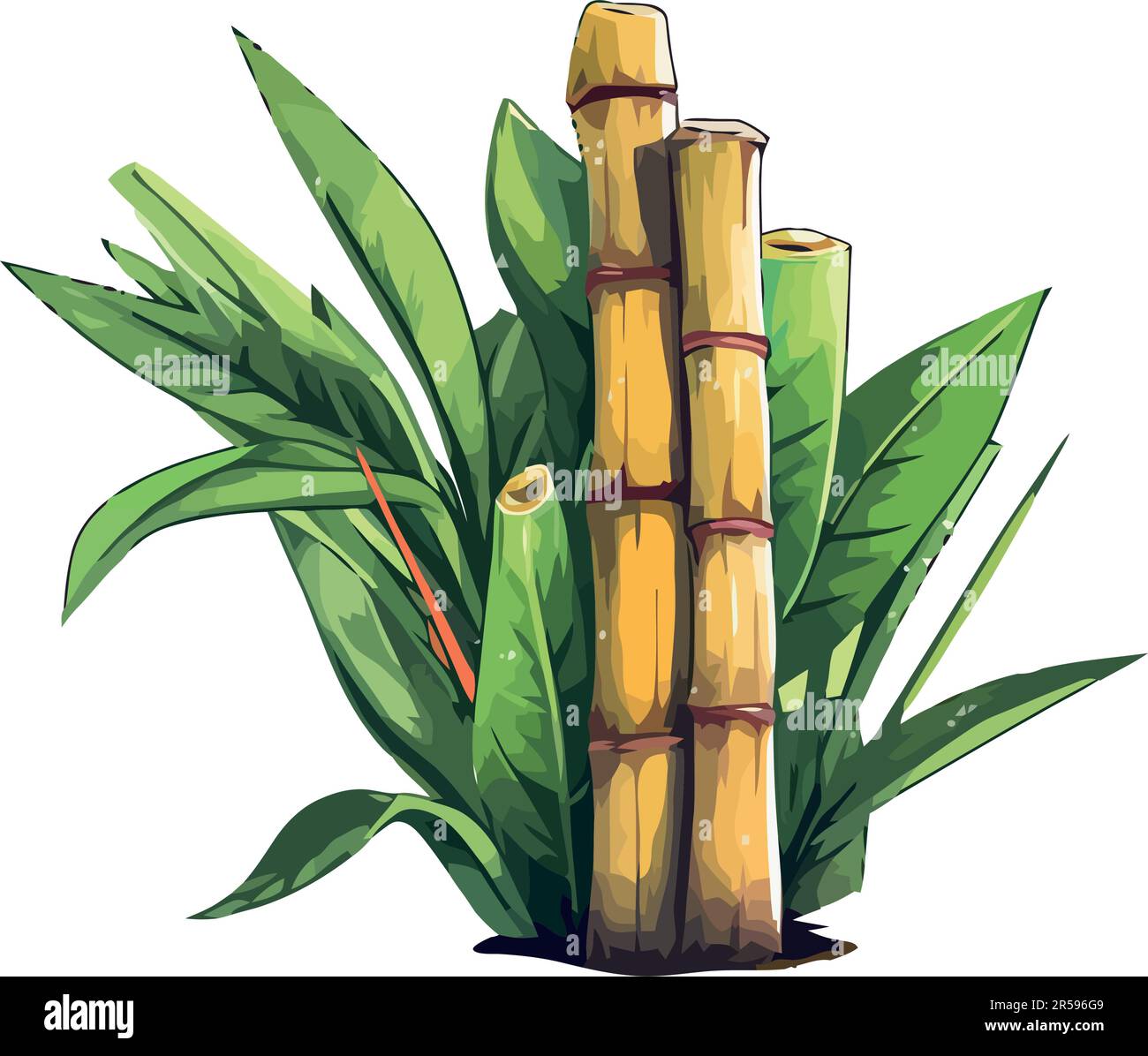 Illustration of bamboo shoot Stock Vector Images - Alamy