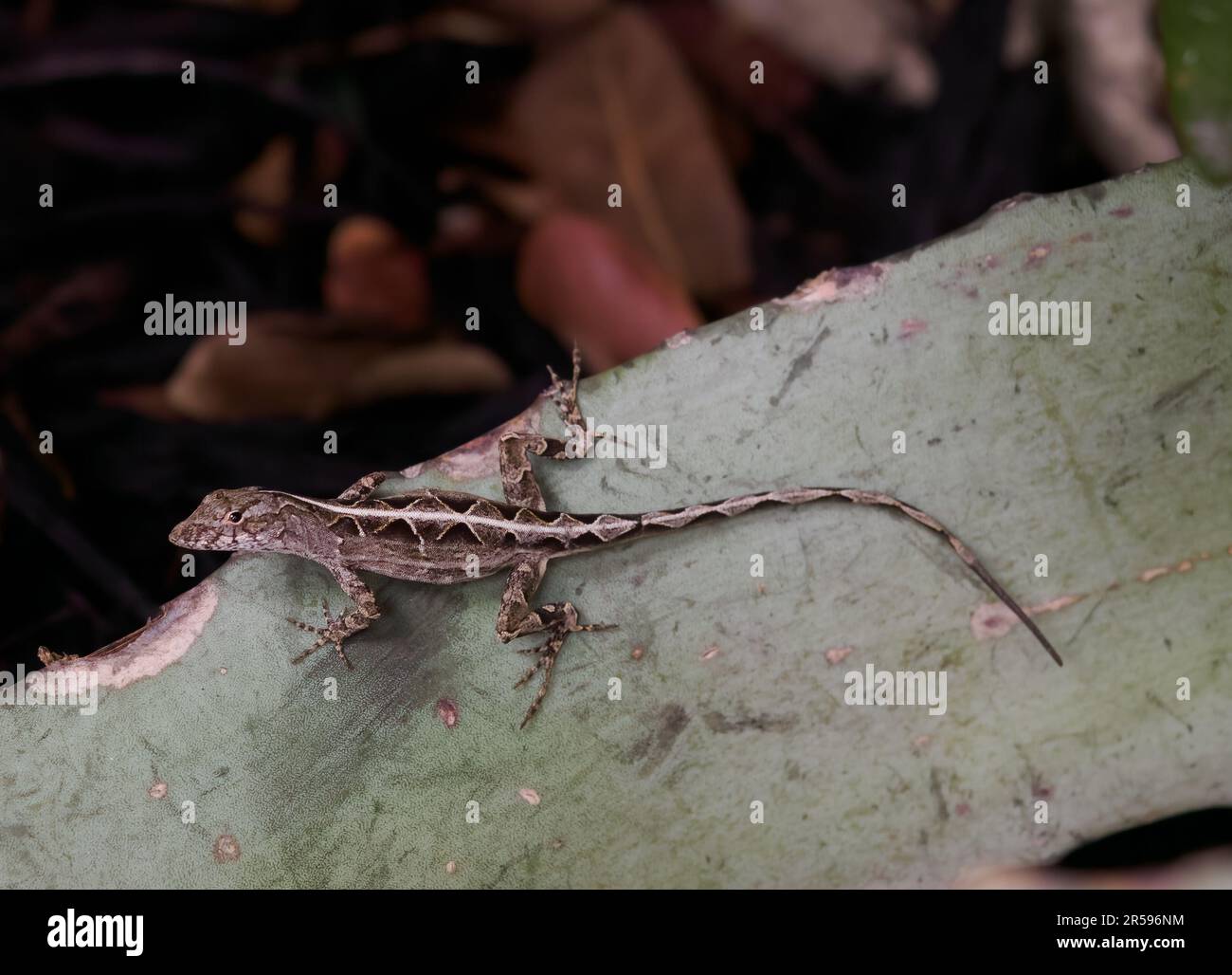 Female brown anole lizard resting on an aloe leaf and photographed from ...