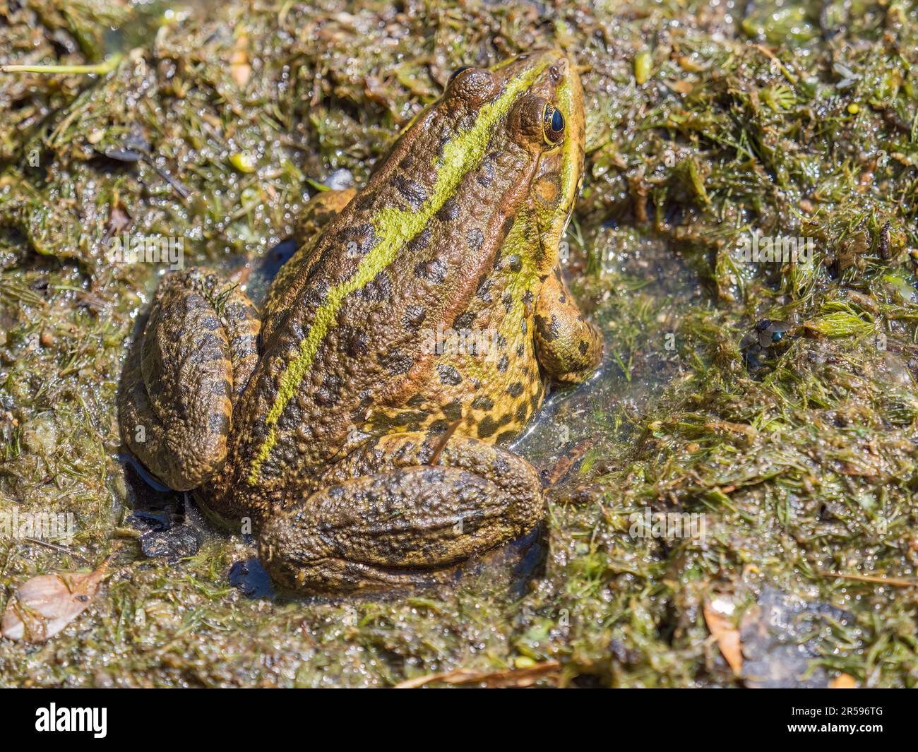 A large green frog with puffy cheeks sits in the marsh Stock Photo - Alamy