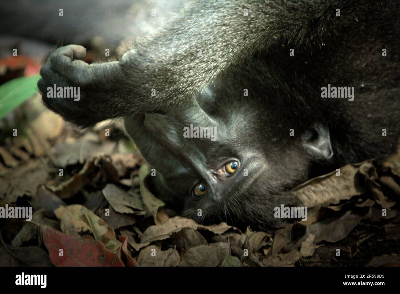 A Sulawesi black-crested macaque (Macaca nigra) is photographed as it ...