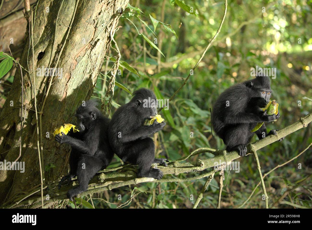 A group of Sulawesi black-crested macaque (Macaca nigra) juveniles ...