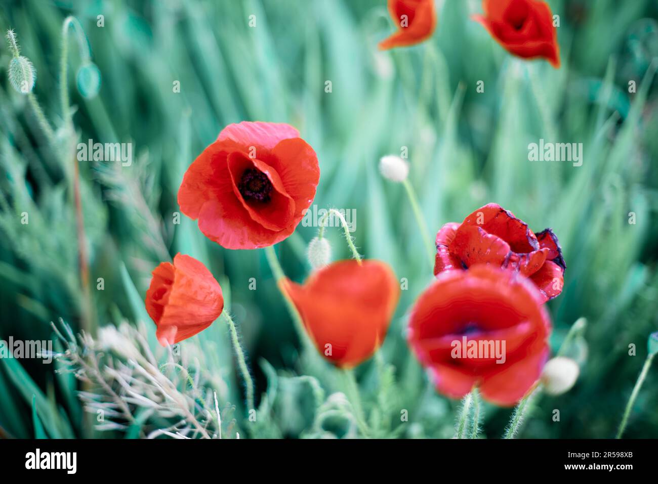 Buds summer hi-res stock photography and images - Alamy
