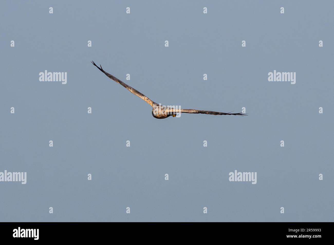 Eastern marsh harrier (Circus spilonotus) observed in Gajoldaba in West ...