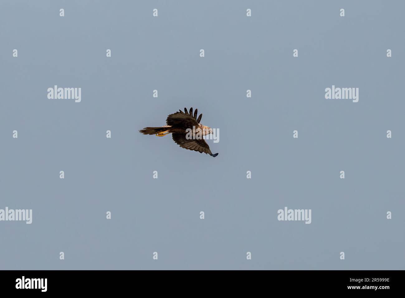 Eastern marsh harrier (Circus spilonotus) observed in Gajoldaba in West ...