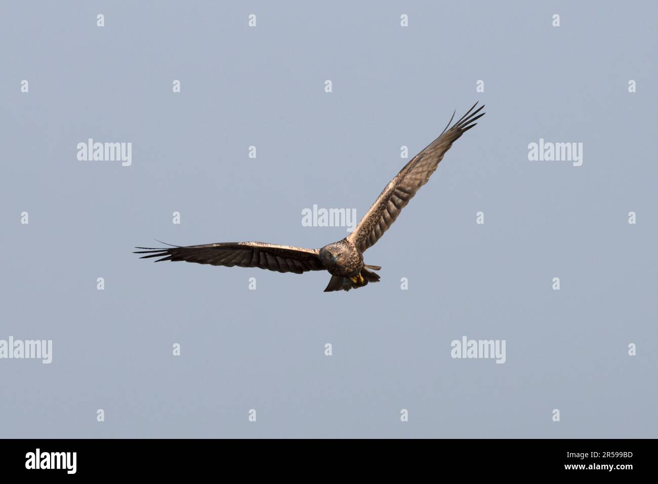 Eastern marsh harrier (Circus spilonotus) observed in Gajoldaba in West ...