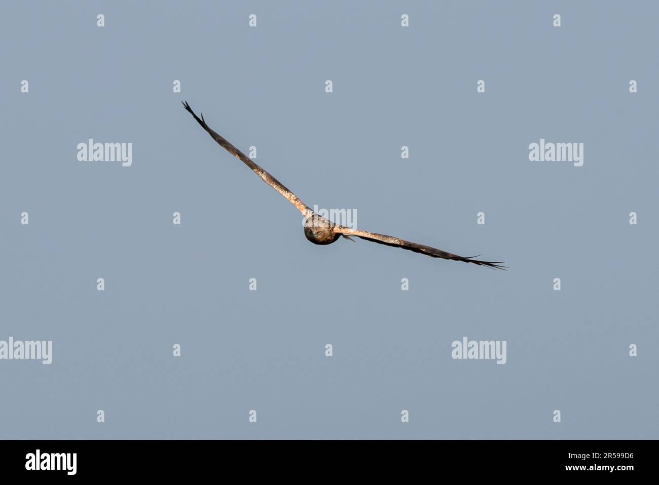 Eastern marsh harrier (Circus spilonotus) observed in Gajoldaba in West ...