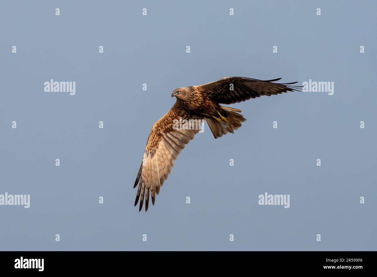 Eastern marsh harrier (Circus spilonotus) observed in Gajoldaba in West ...