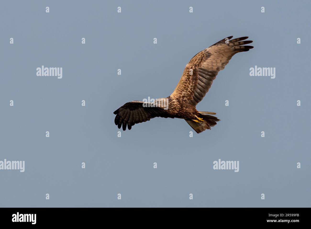 Eastern marsh harrier (Circus spilonotus) observed in Gajoldaba in West ...