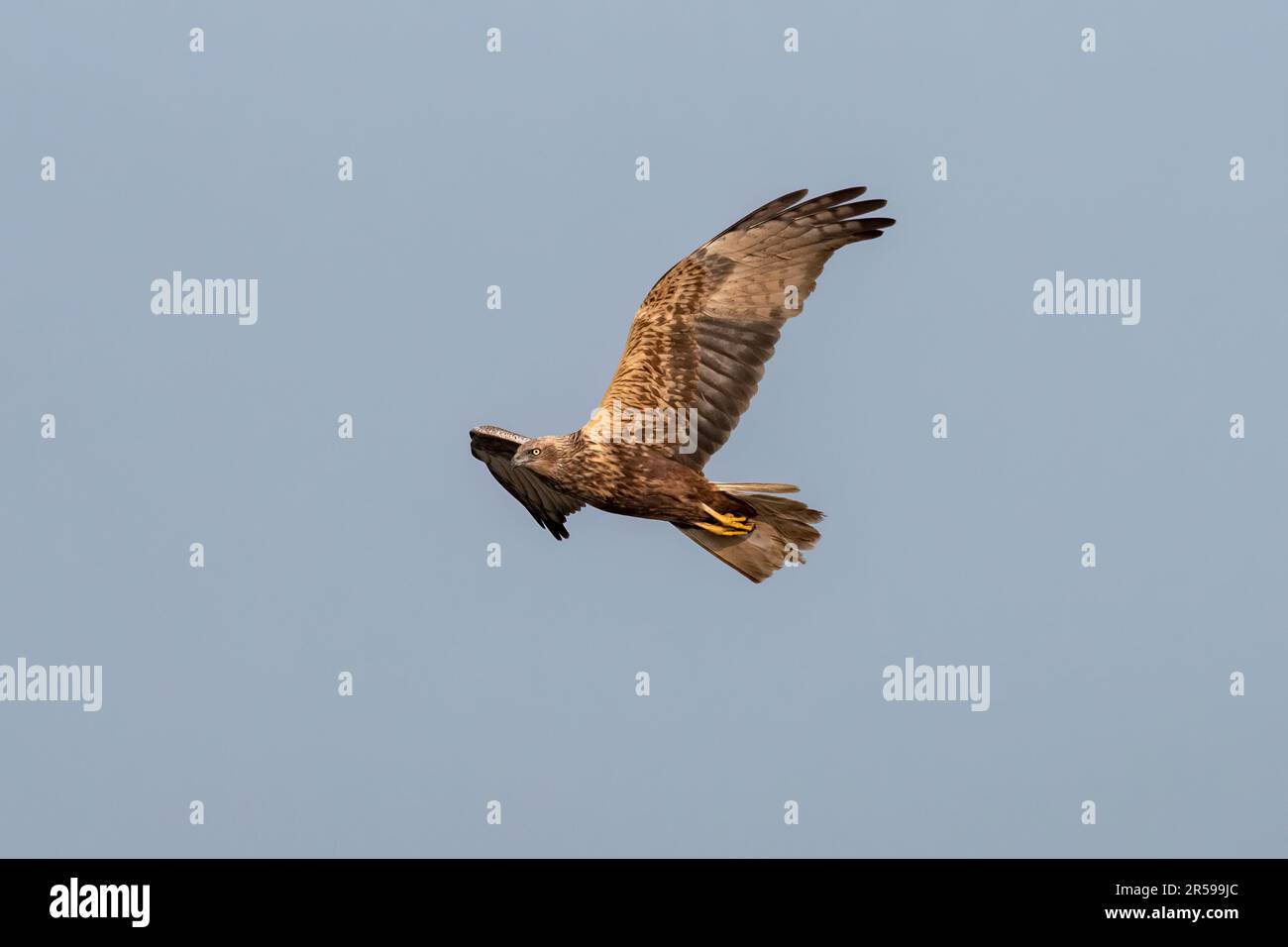 Eastern marsh harrier (Circus spilonotus) observed in Gajoldaba in West ...