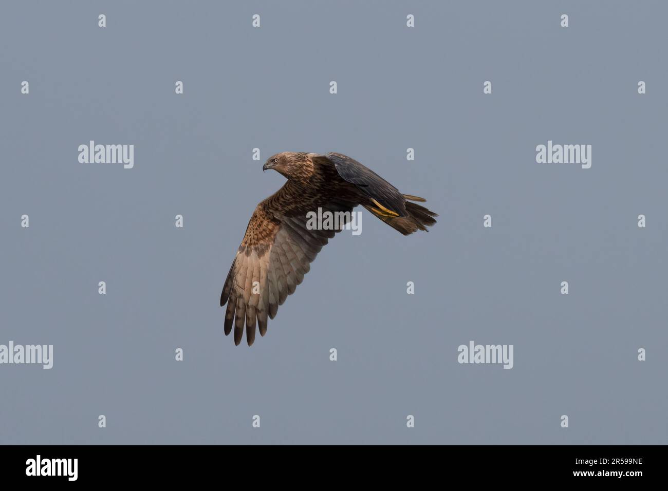 Eastern marsh harrier (Circus spilonotus) observed in Gajoldaba in West ...