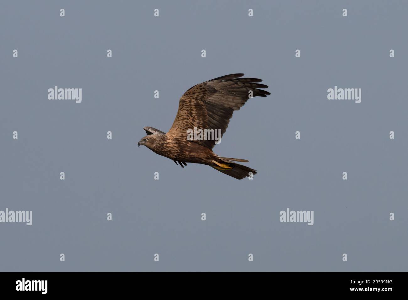 Eastern marsh harrier (Circus spilonotus) observed in Gajoldaba in West ...