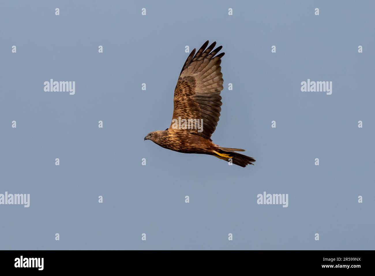 Eastern marsh harrier (Circus spilonotus) observed in Gajoldaba in West ...