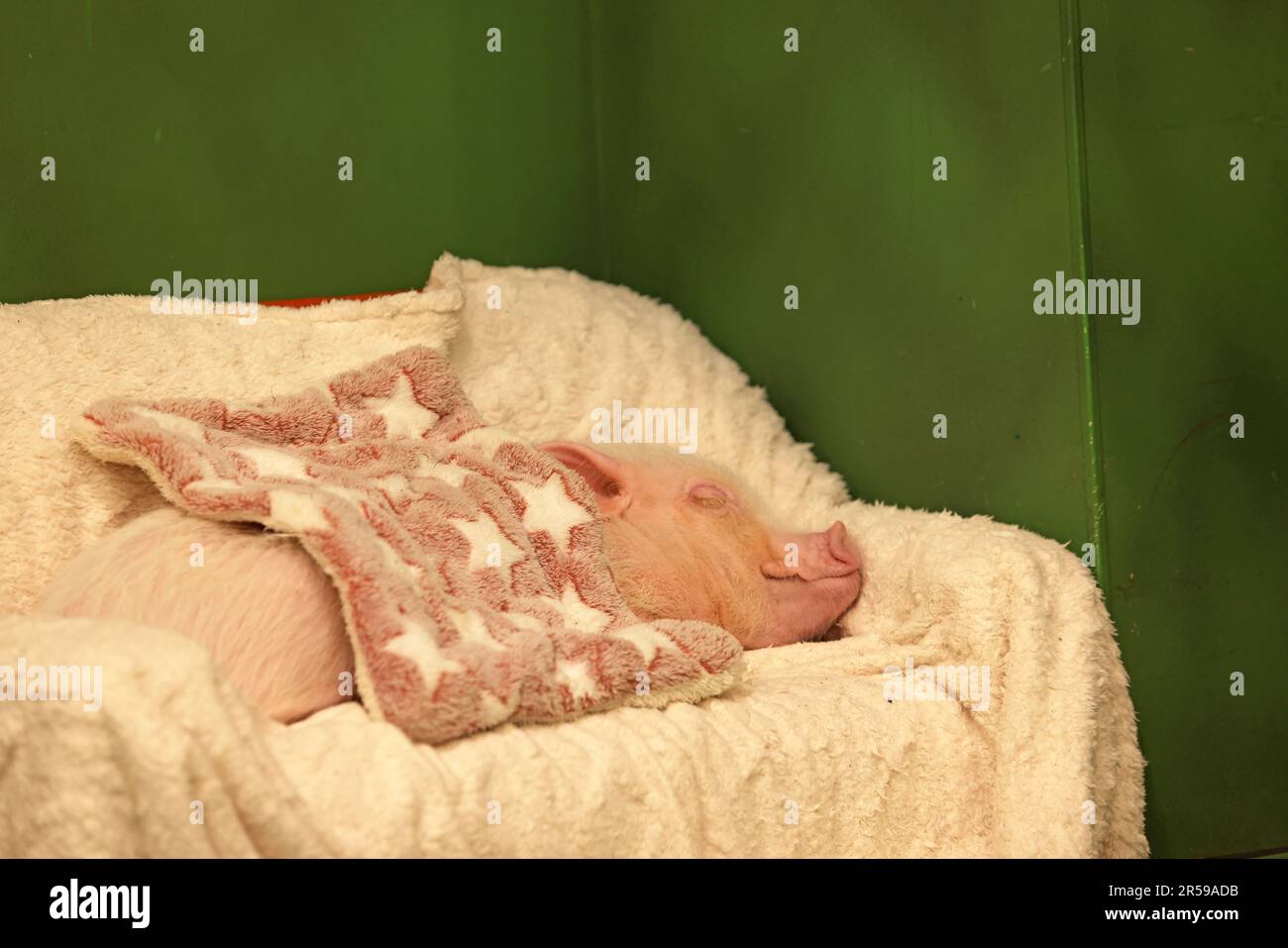 mini pig take a sleep on the sofa Stock Photo - Alamy