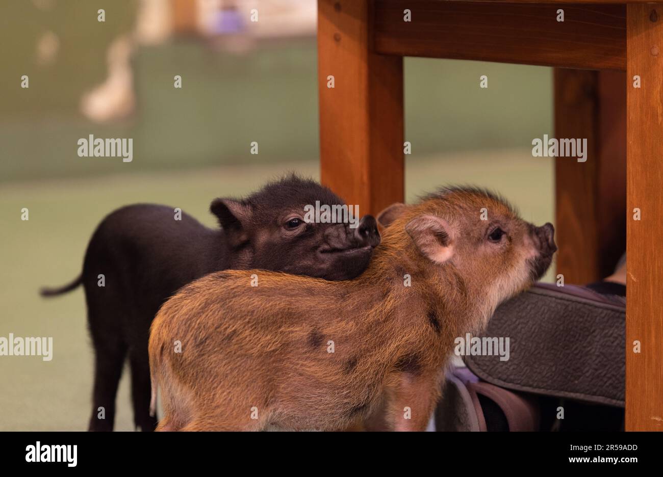 Mini pig pet hi-res stock photography and images - Alamy
