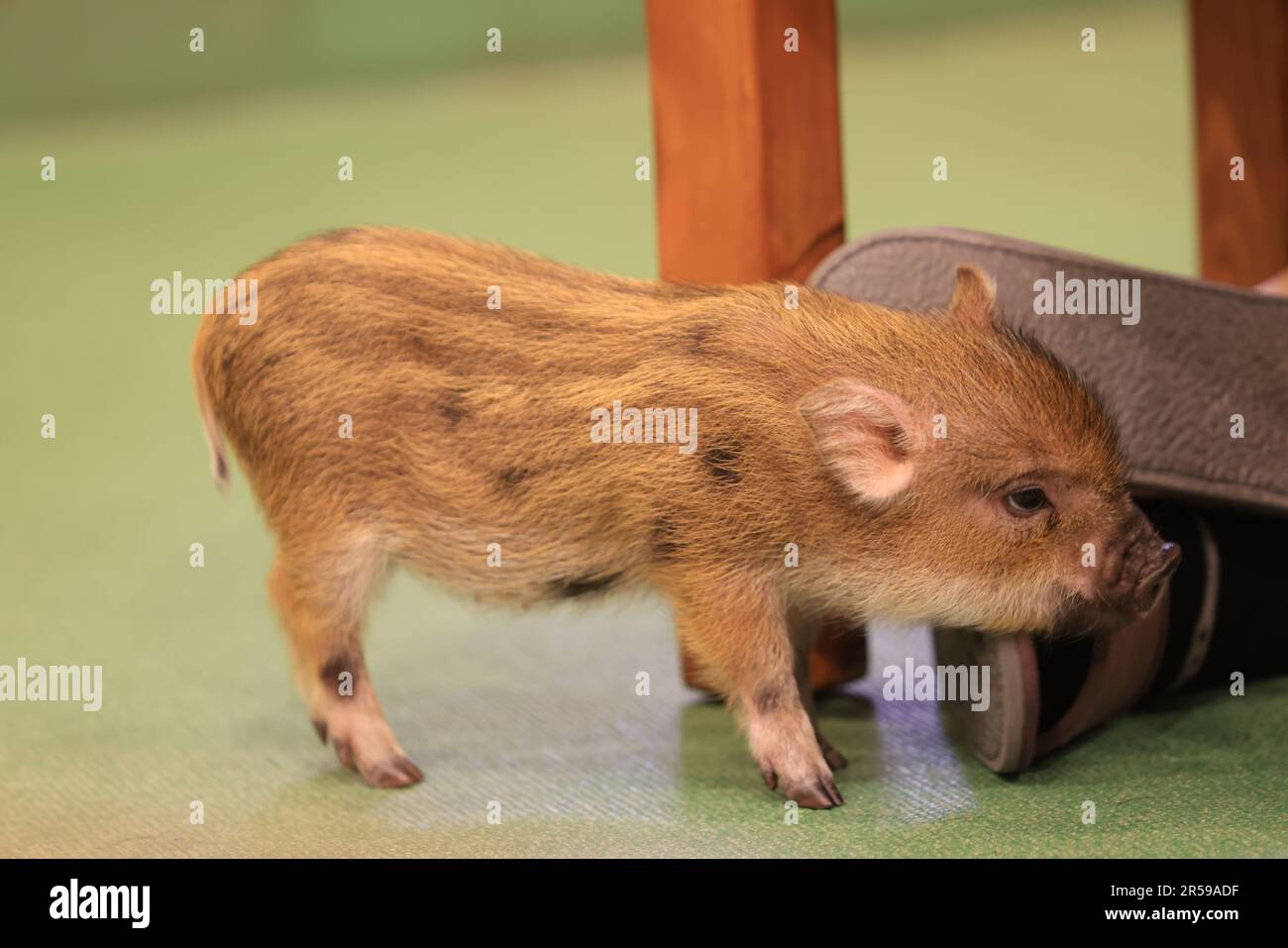 mini pig feel happy lying on the human legs Stock Photo - Alamy