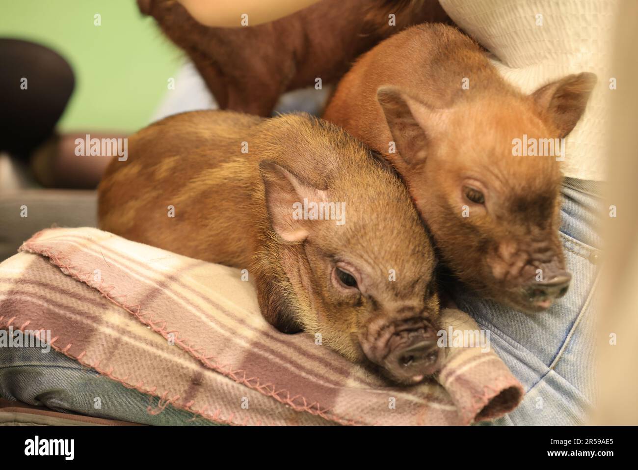 Human baby and pig hi-res stock photography and images - Alamy