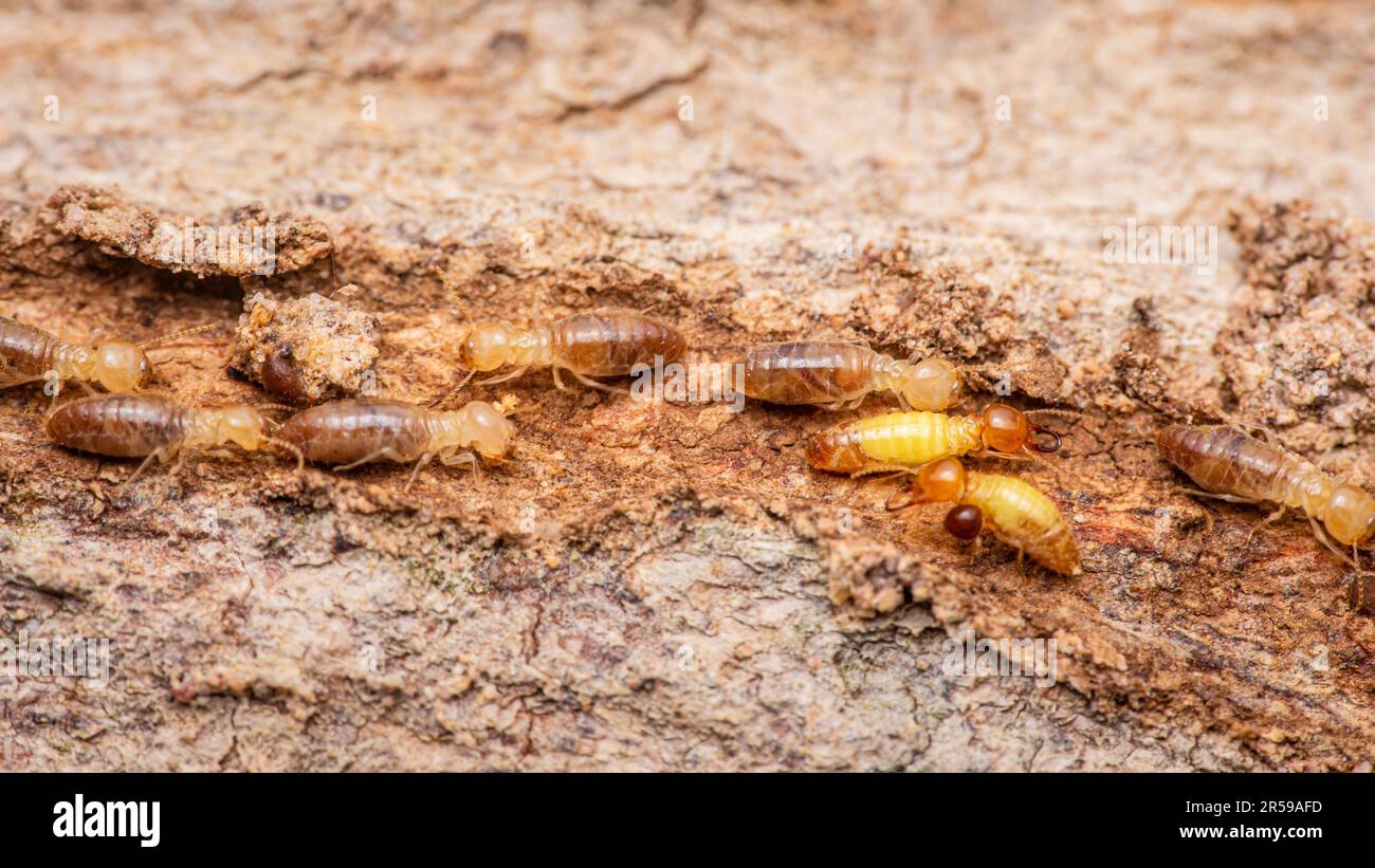 Close up of worker termites walking in nest on forest floor, Termites ...
