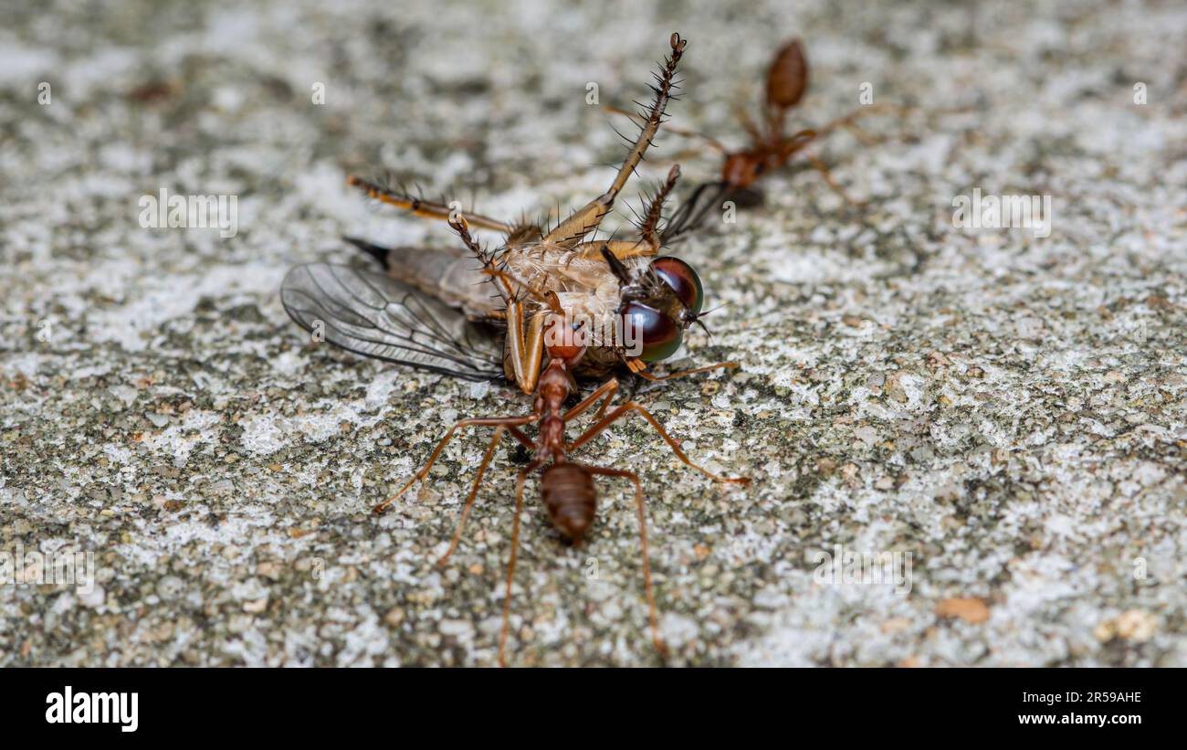 A group red ants is moving the prey, The robber fly becomes food for ...