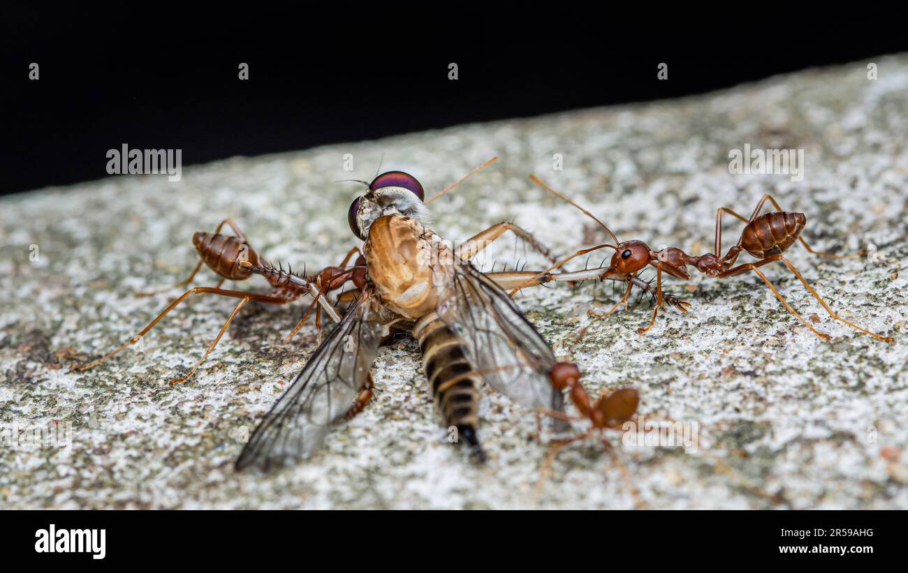 A group red ants is moving the prey, The robber fly becomes food for ...