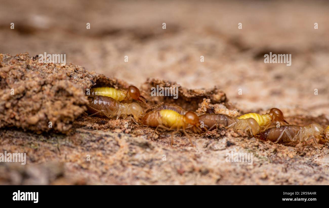 Close up of worker termites walking in nest on forest floor, Termites ...
