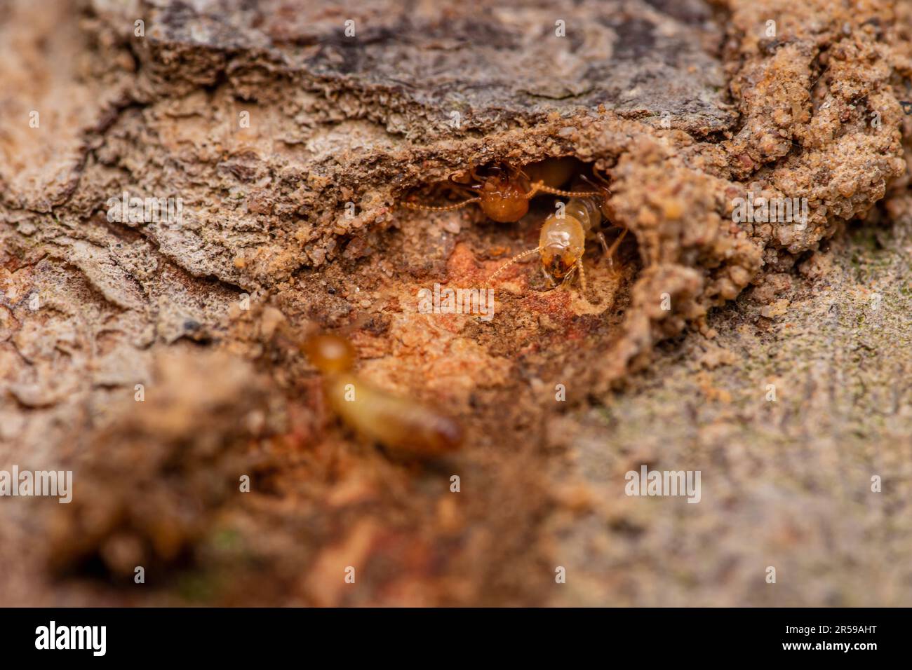 Close up of worker termites walking in nest on forest floor, Termites ...