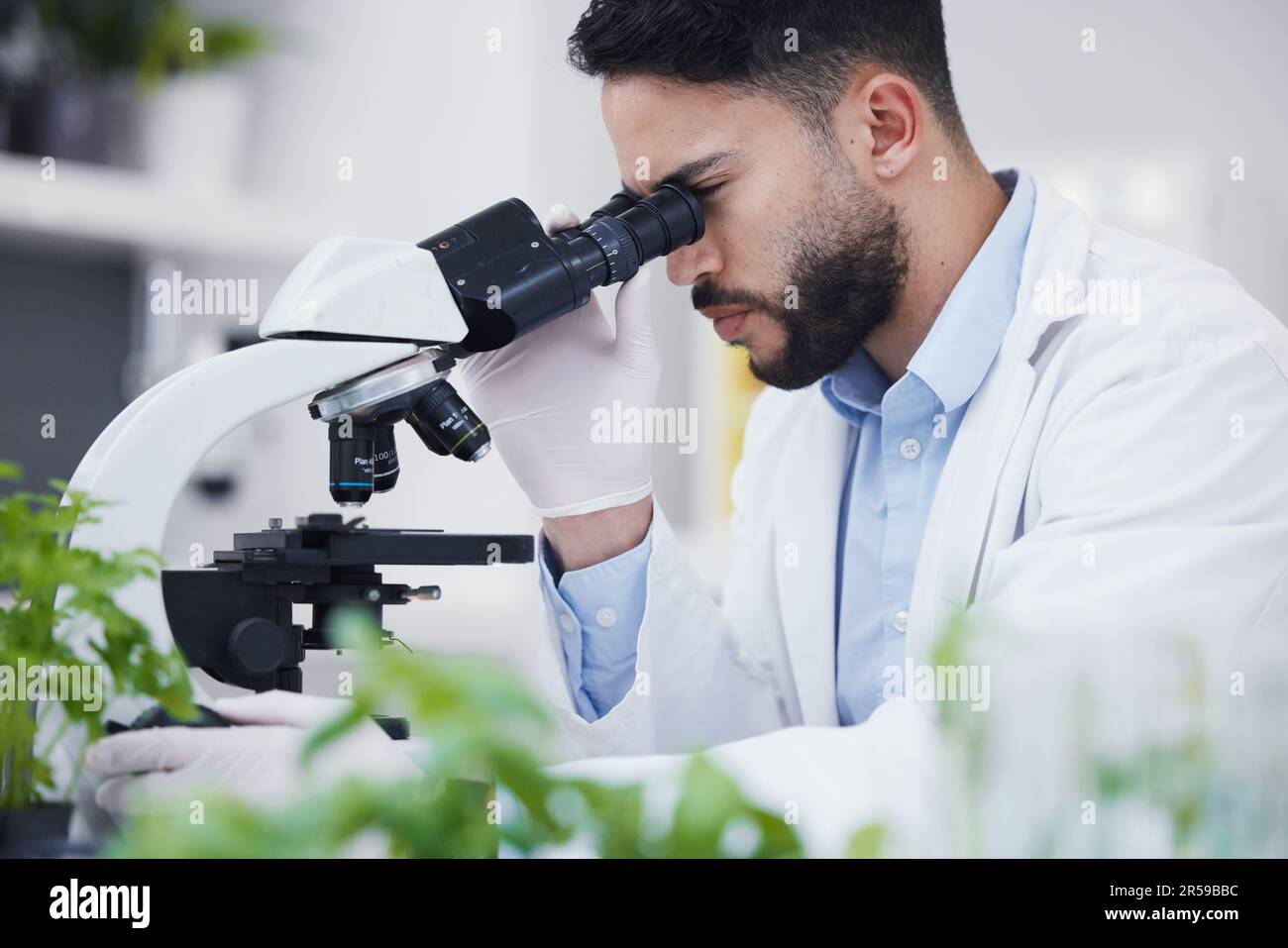 Plant science, microscope and man in a laboratory with sustainability ...