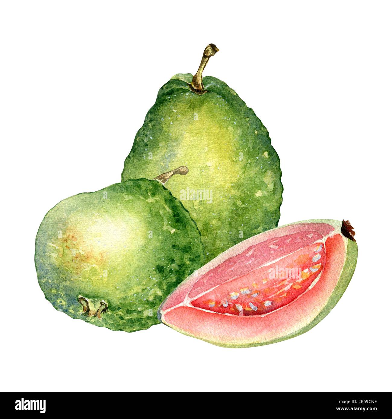 Whole two guavas and slice watercolor illustration isolated on white ...