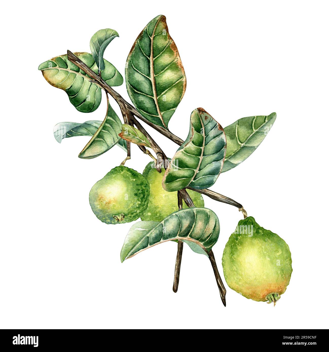 Branch of tree with three guava fruits watercolor illustration isolated ...