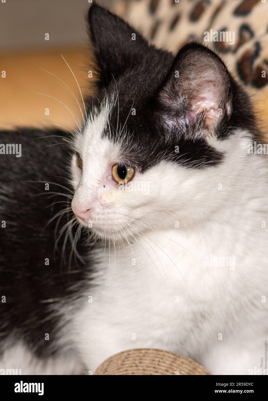 Purrfection hi-res stock photography and images - Alamy