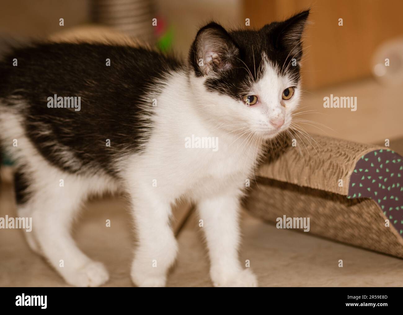 Playtime with hi-res stock photography and images - Alamy