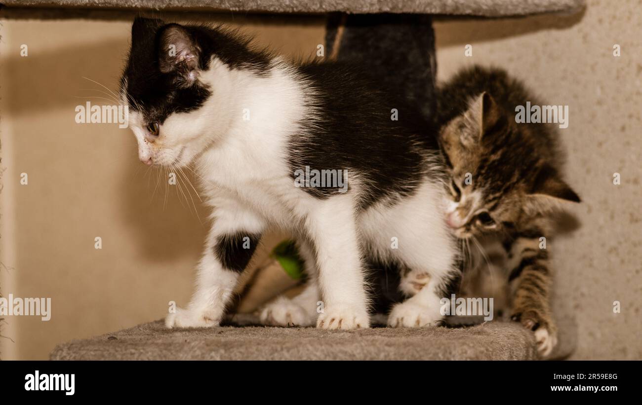 Pawfectplaymates hi-res stock photography and images - Alamy