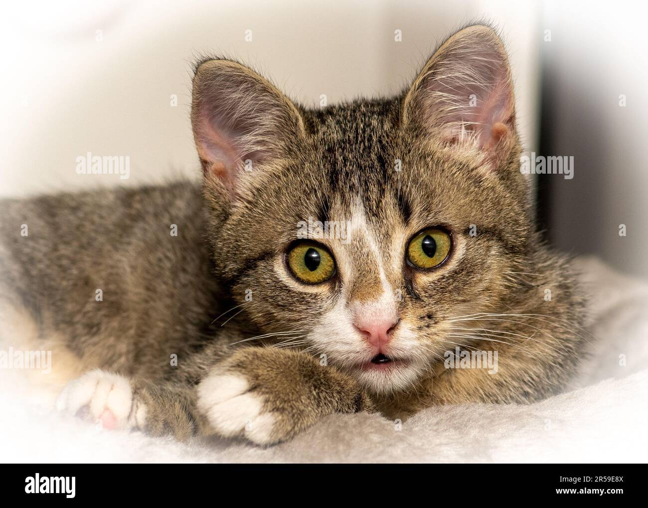 Playtime with hi-res stock photography and images - Alamy